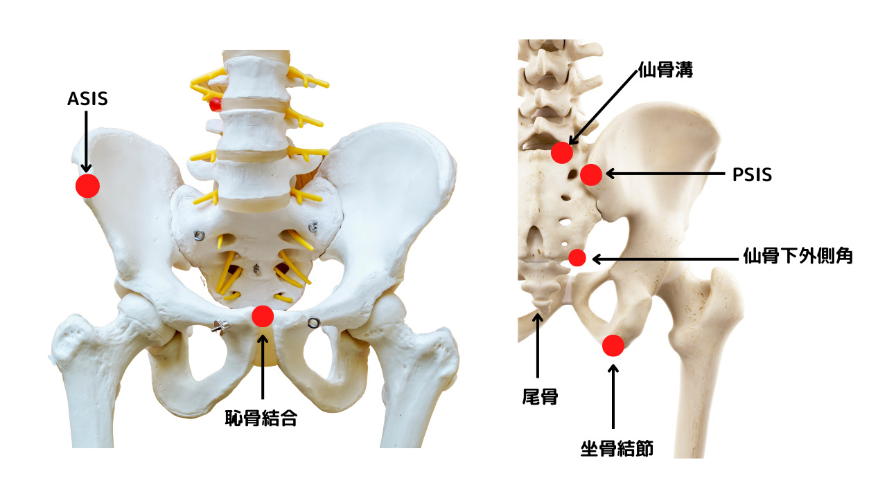 ピラティスで使う股関節の解剖・バイオメカニクスまとめ | N.Pilates Education〜解剖学からわかる！効果の出るピラティスセミナー！〜