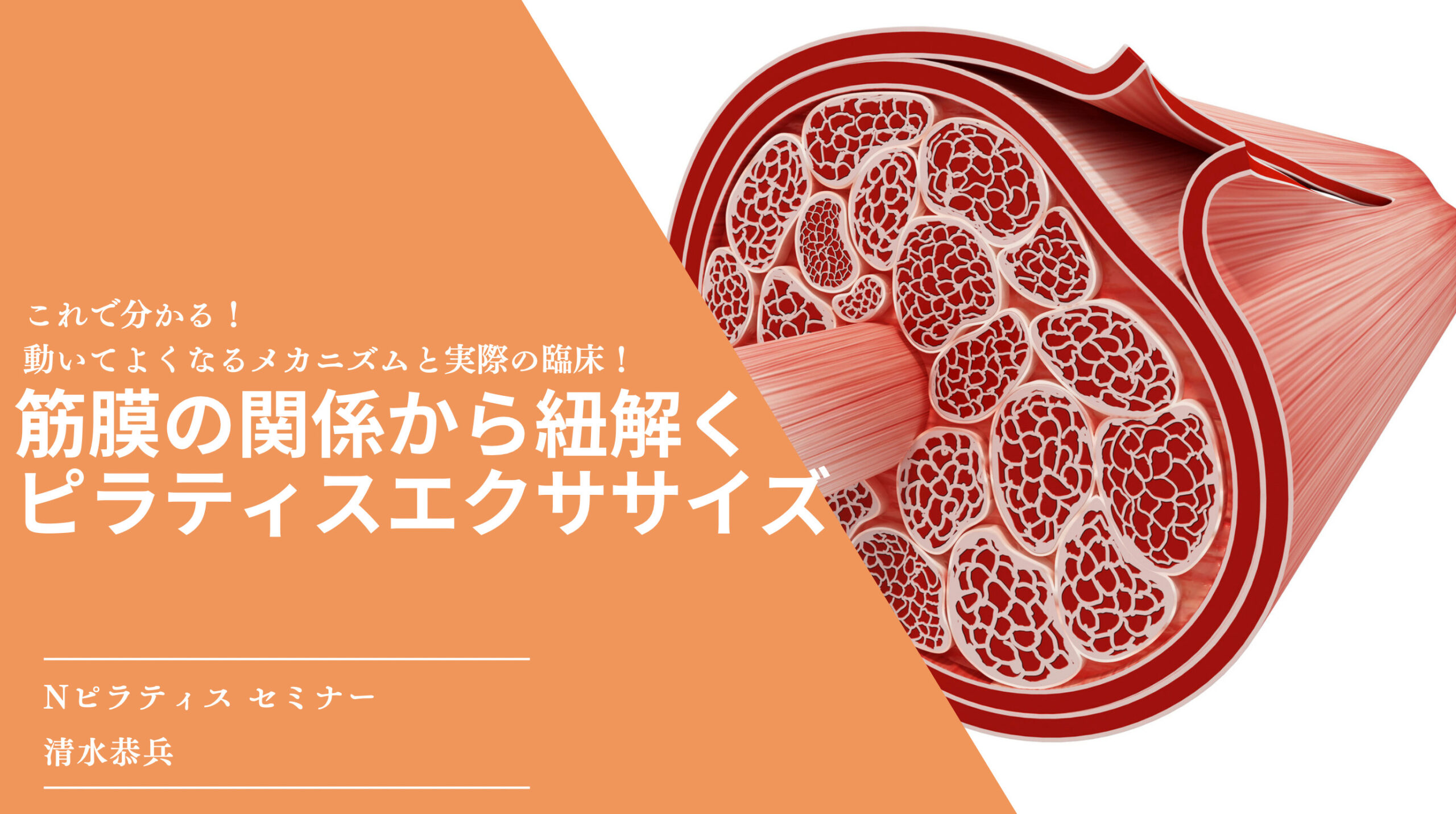 脊柱の動きが分かる！ピラティスで使う脊柱の解剖・バイオメカニクスまとめ Npilates Education〜ピラティスを学び武器にする〜