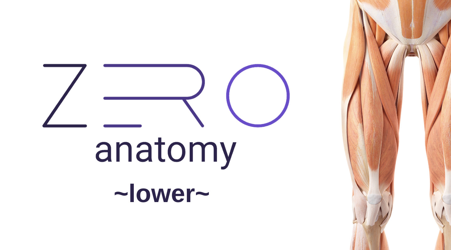 ゼロからわかる解剖学セミナー zero anatomy！〜下肢編〜 | N.Pilates Education〜解剖学からわかる！効果の出る ...